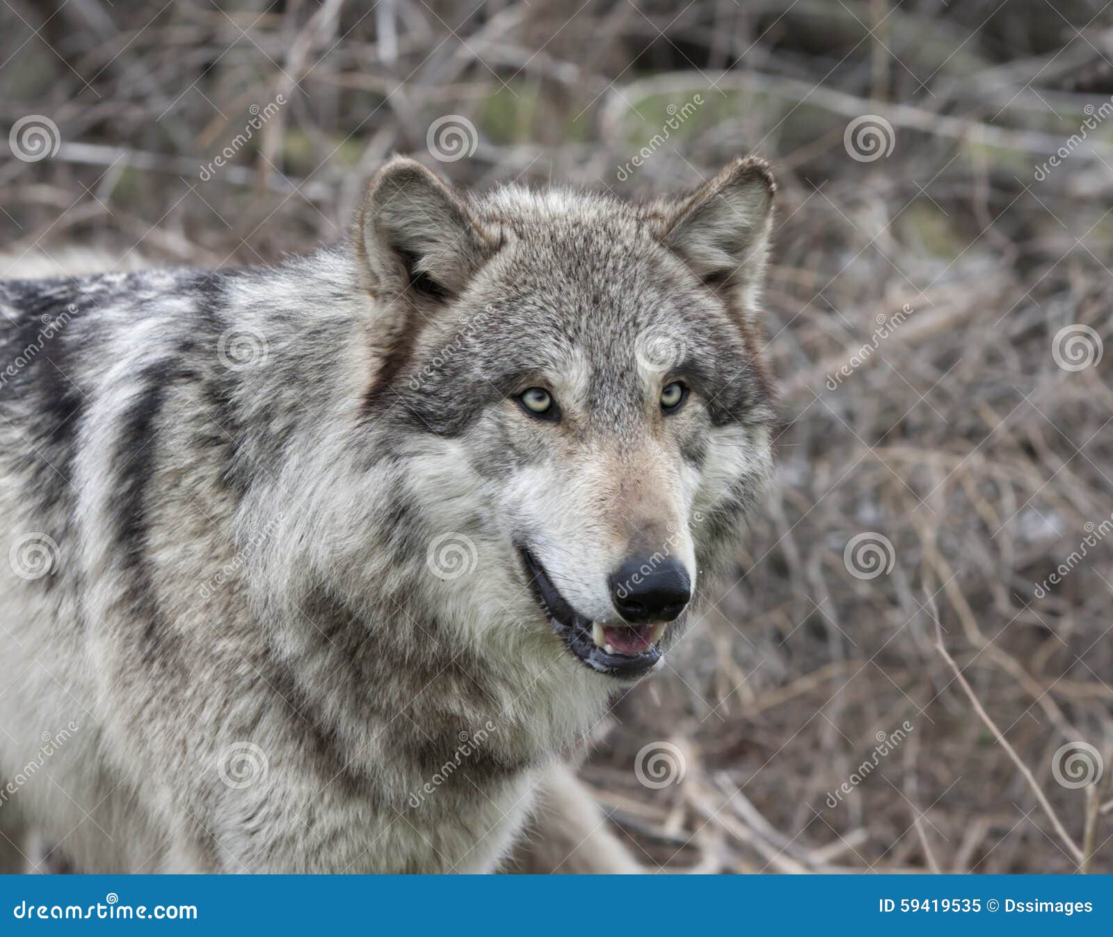 Grey Wolf Portrait stock image. Image of animal, wolf - 59419535