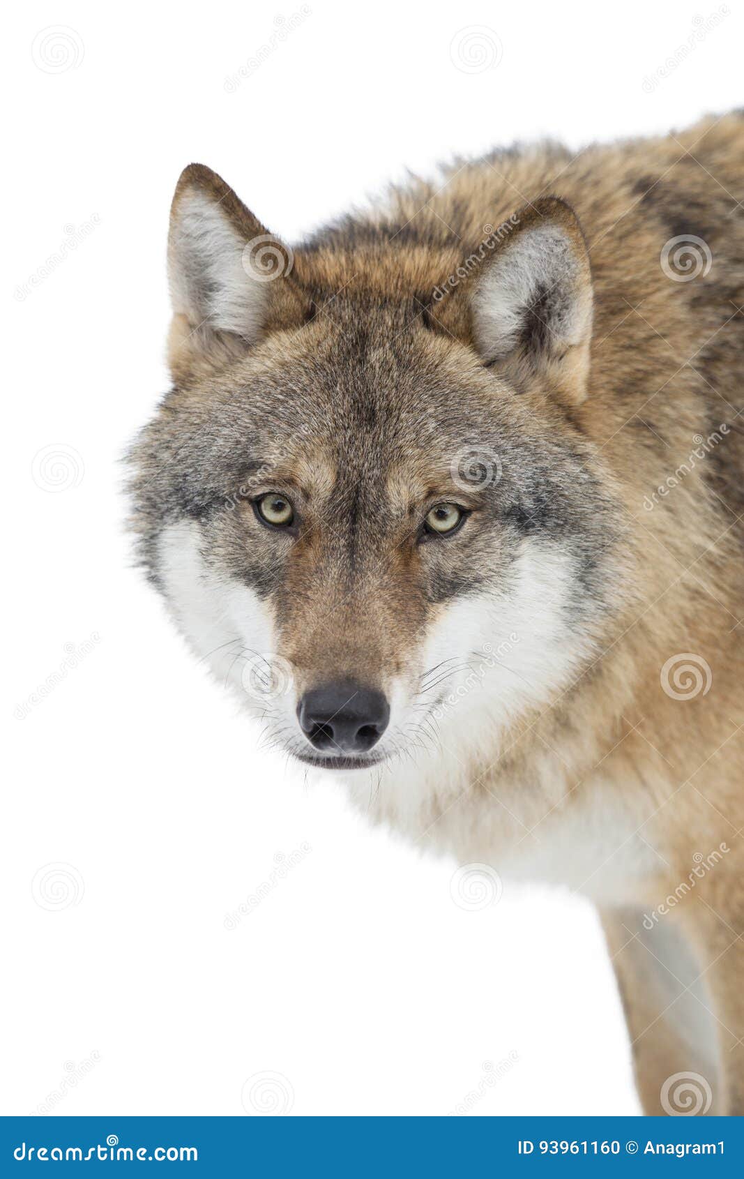 Grey wolf portrait stock photo. Image of facing, lupus - 93961160