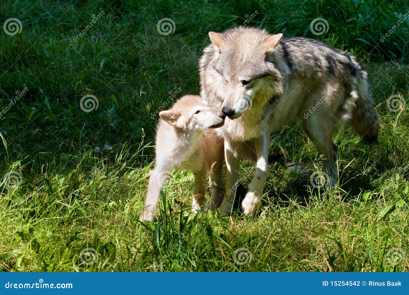 Grey Wolf and Pup stock photo. Image of adult, nuzzle - 15254542