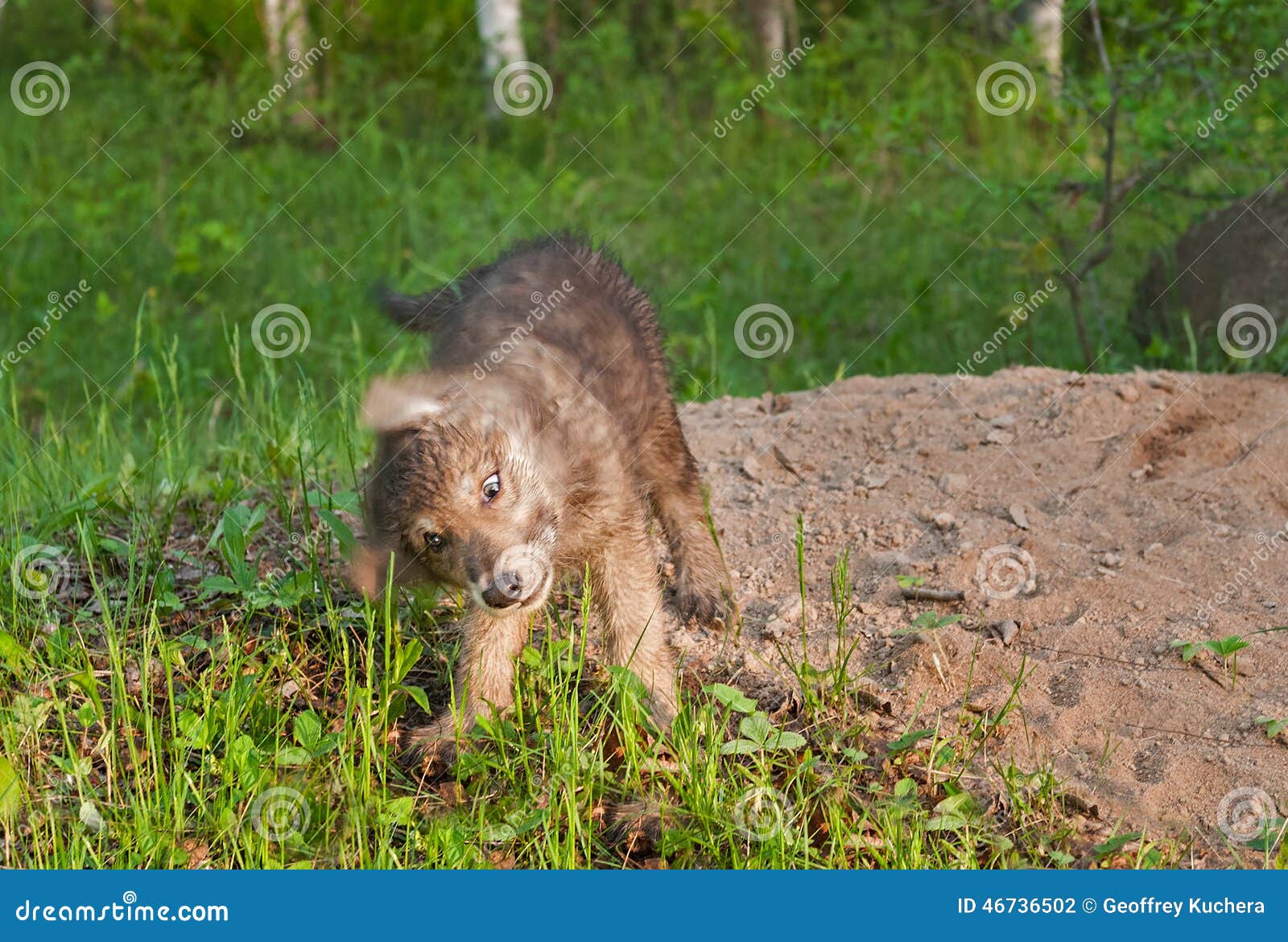 Grey Wolf Pup (Canis Lupus) Shake Stock Photo - Image of animal, mammal ...
