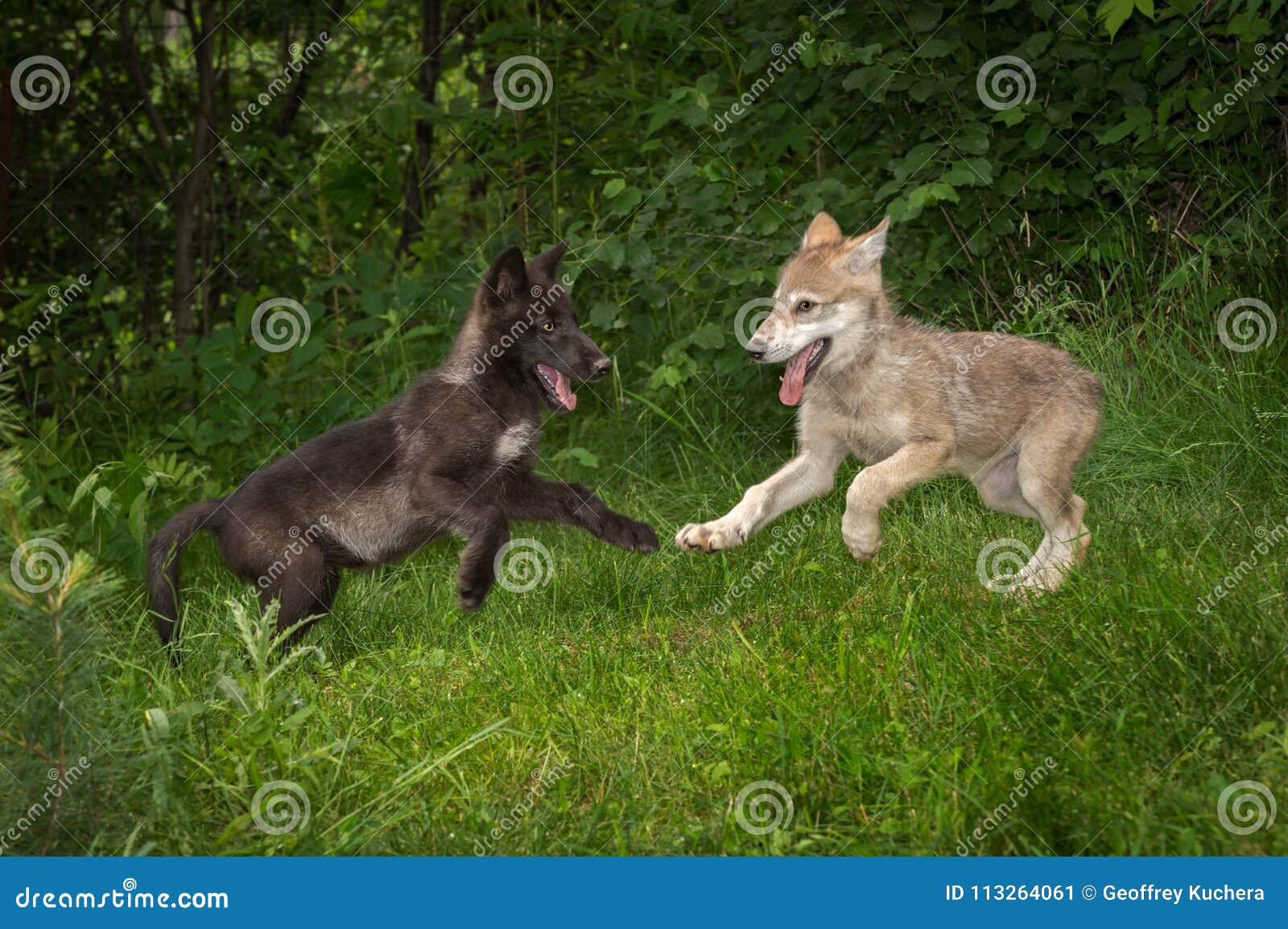 Grey Wolf Pups Canis Lupus Bounce Stock Image - Image of creature ...