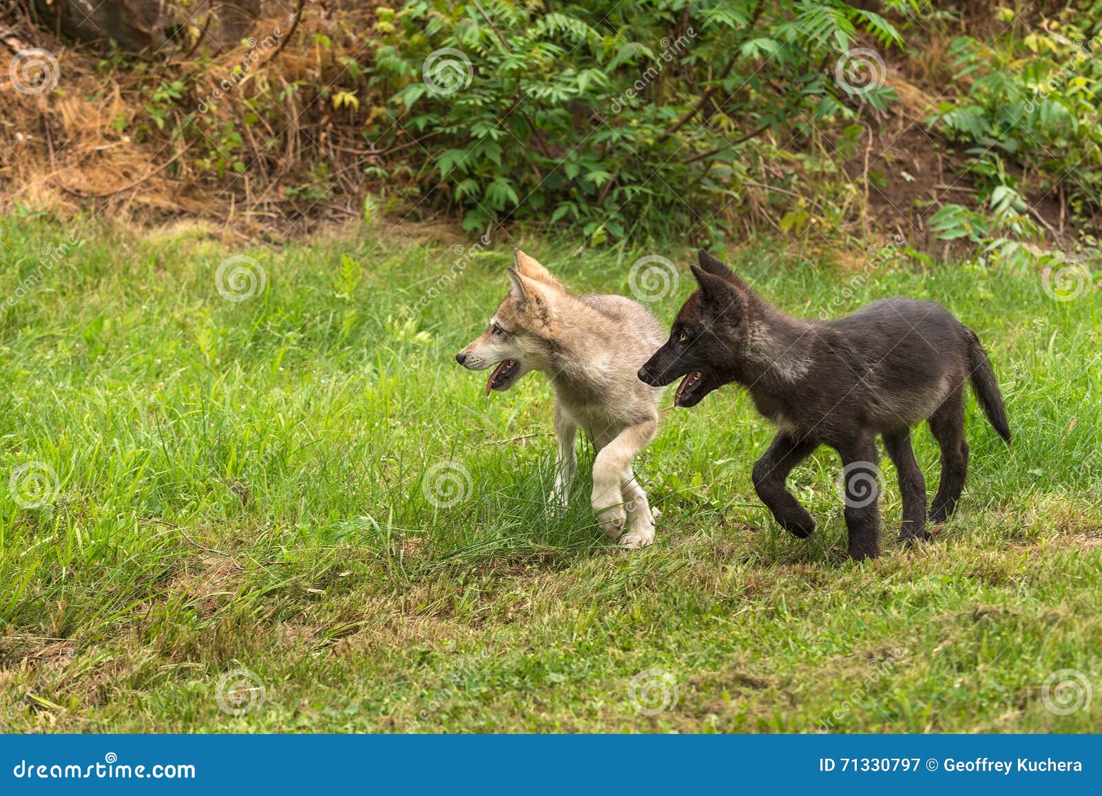 Grey Wolf Pups (Canis Lupus) Look Left Stock Image - Image of lupus ...