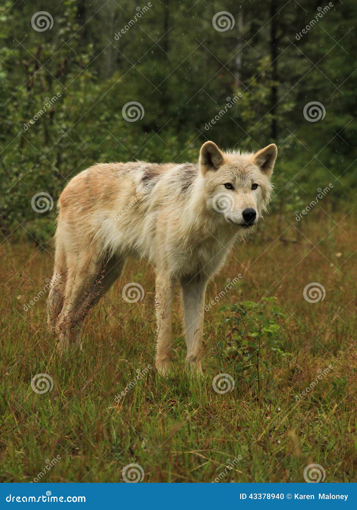 Grey wolf in the rain stock photo. Image of canis, wolf - 43378940