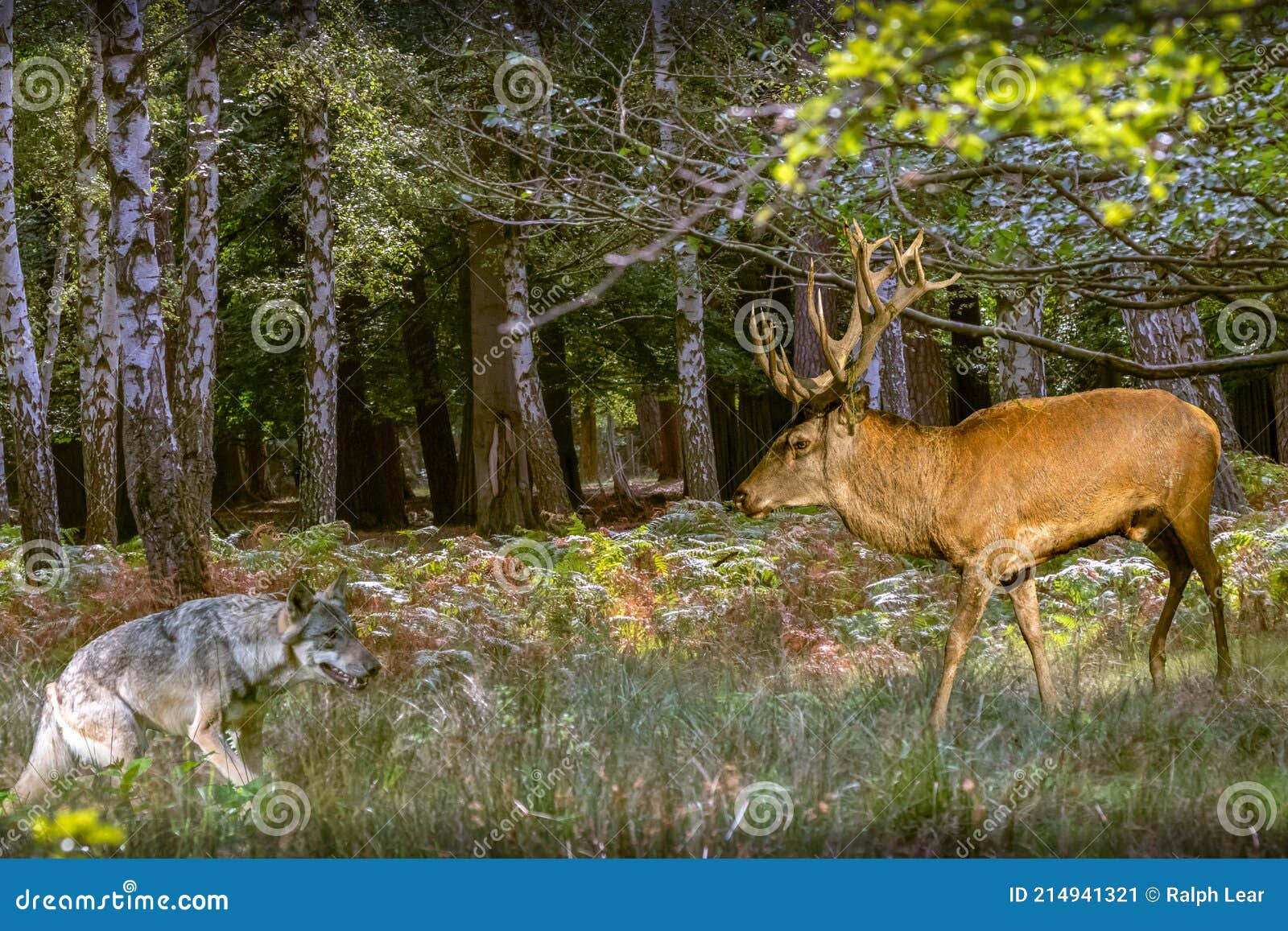 A wolf attacking a deer stock image. Image of attacking - 214941321