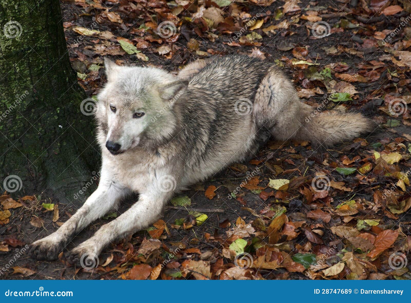 Grey Wolf resting stock image. Image of rocky, tree, wildlife - 28747689