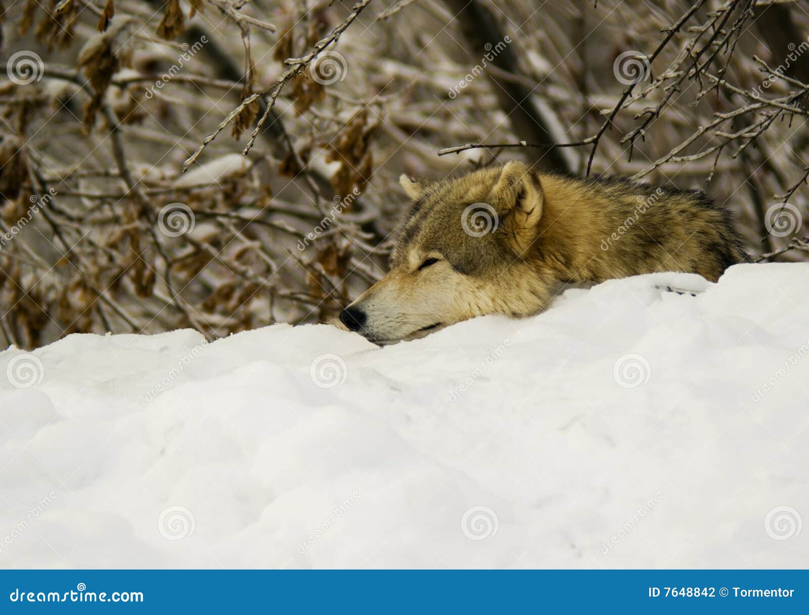 Pack Wolves Resting Snow Photos - Free & Royalty-Free Stock Photos from ...