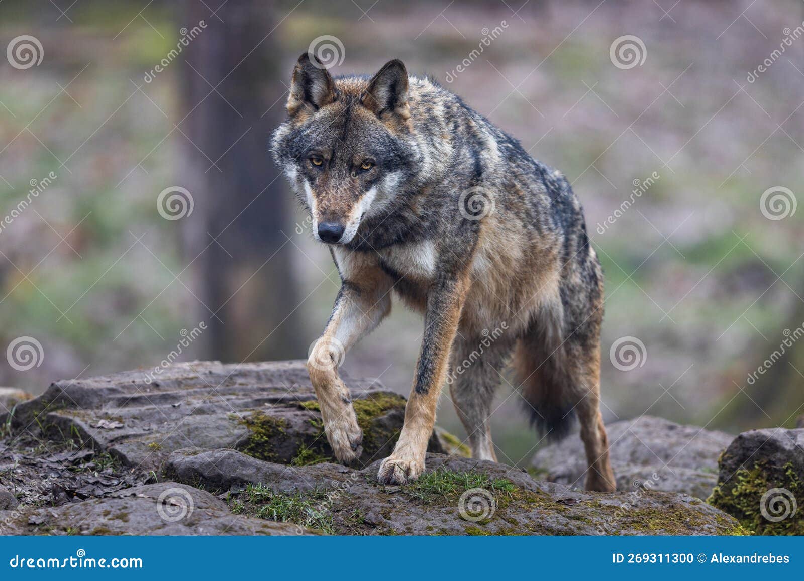 A Grey Wolf Resting in the Forest Stock Photo - Image of timber ...