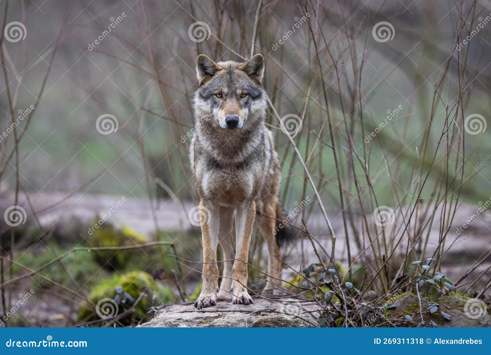A Grey Wolf Resting in the Forest Stock Photo - Image of predator, wild ...