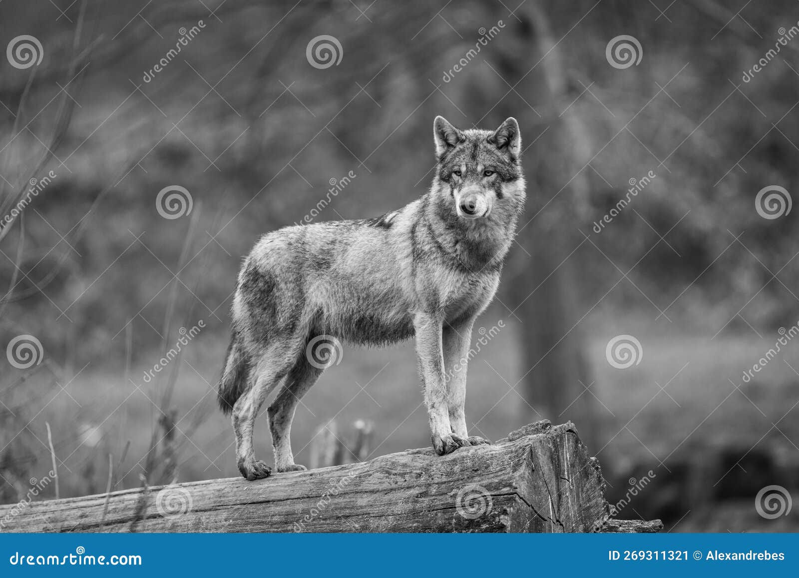 A Grey Wolf Resting in the Forest Stock Image - Image of timber, nature ...