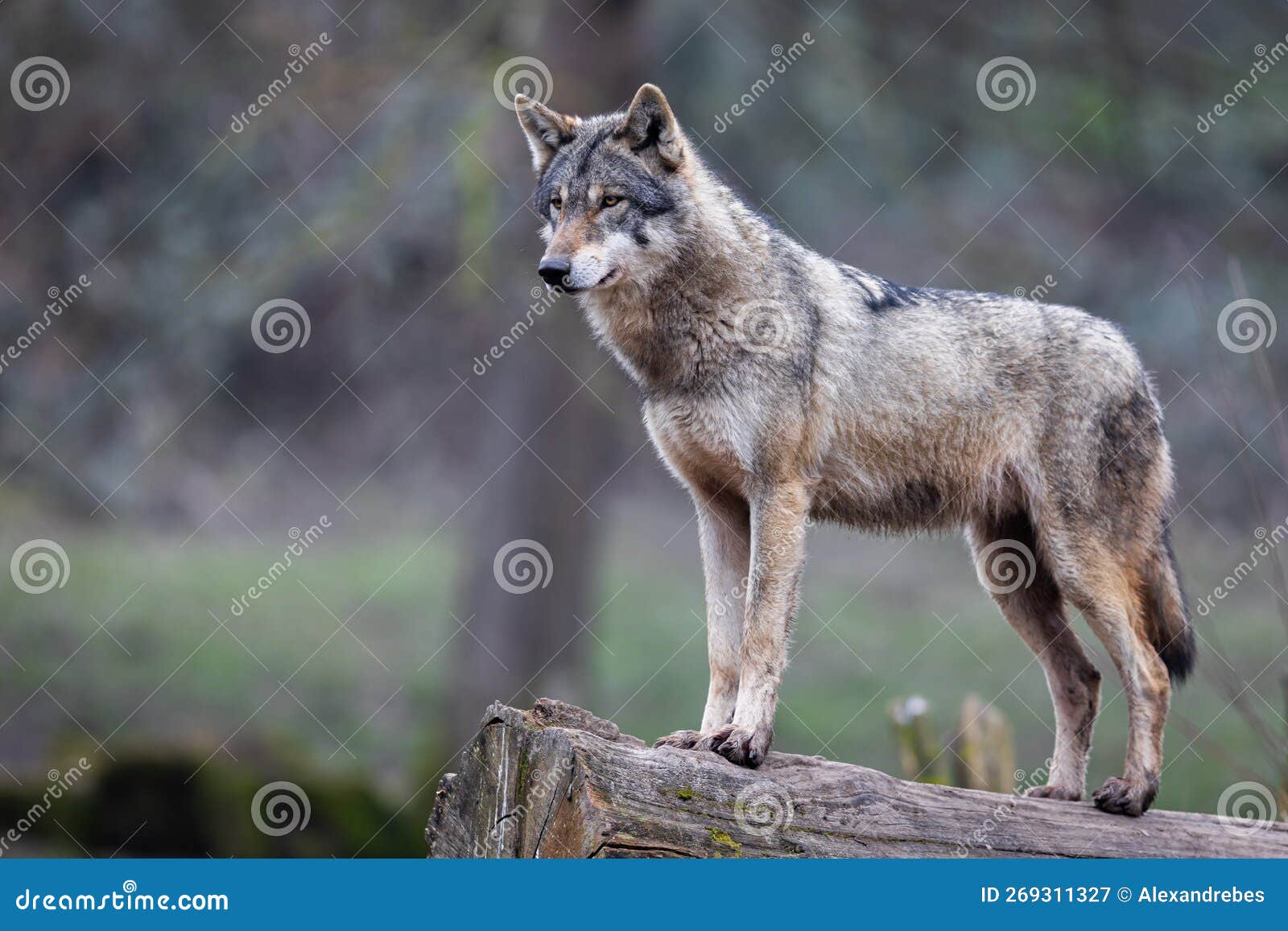 A Grey Wolf Resting in the Forest Stock Image - Image of portrait ...
