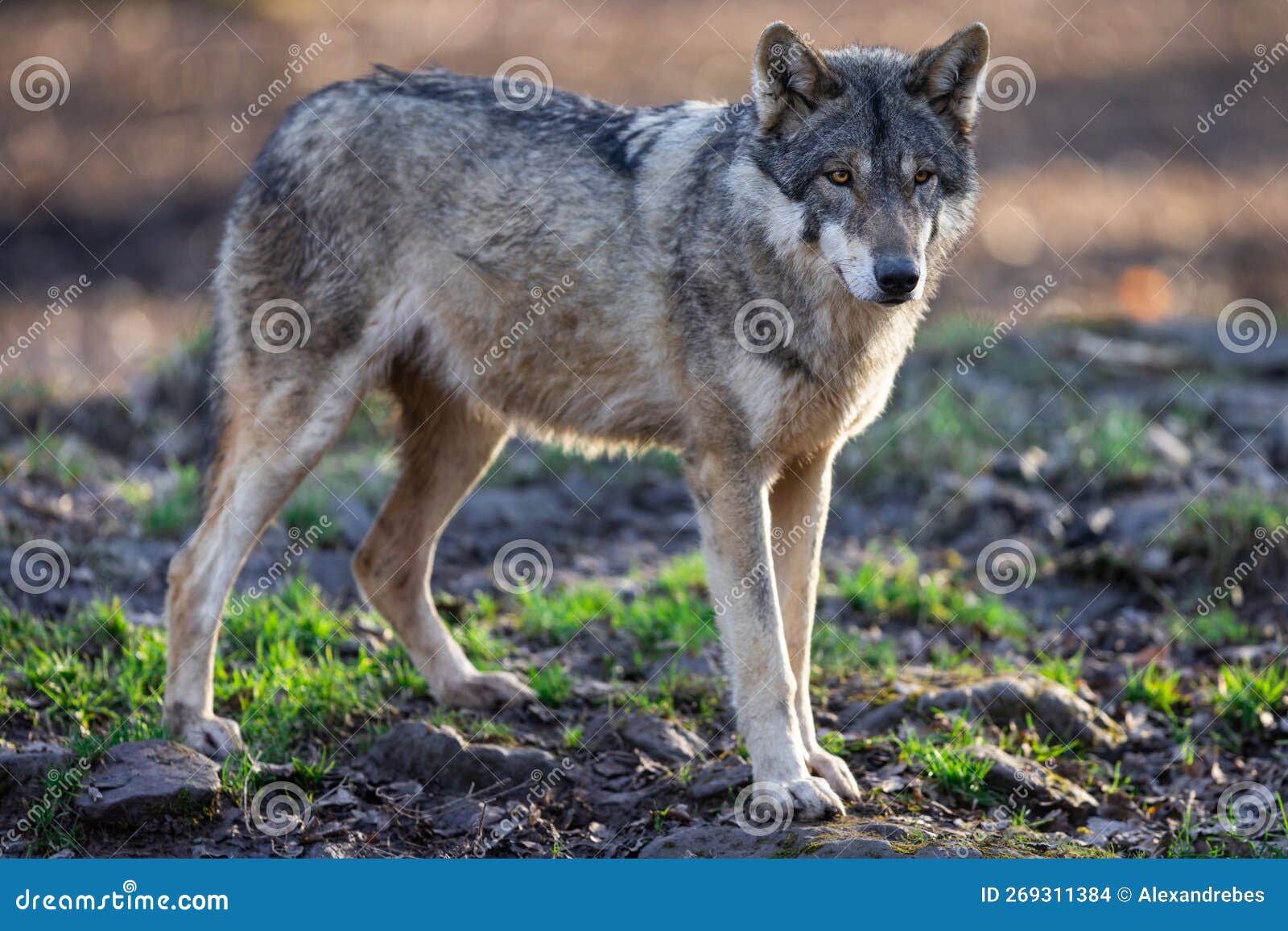 A Grey Wolf Resting in the Forest Stock Photo - Image of furry ...