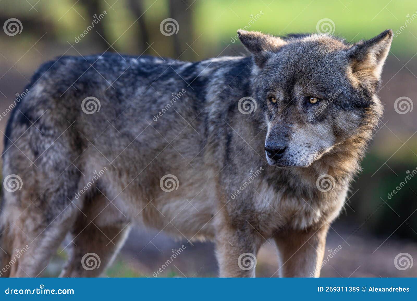 A Grey Wolf Resting in the Forest Stock Image - Image of lupus, furry ...