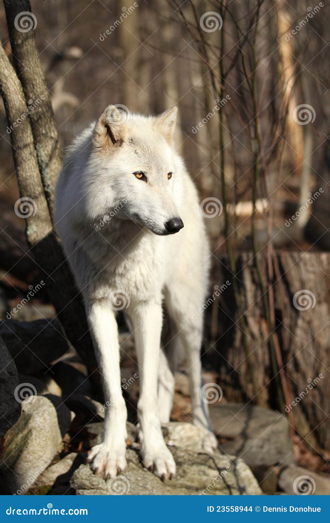 Grey Wolf on rock stock photo. Image of wilderness, grey - 23558944