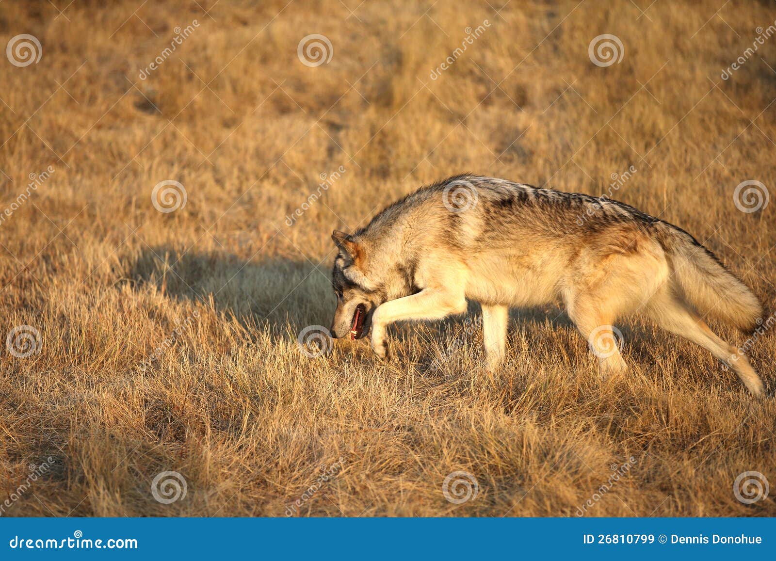 Grey Wolf running stock image. Image of hunter, howl - 26810799
