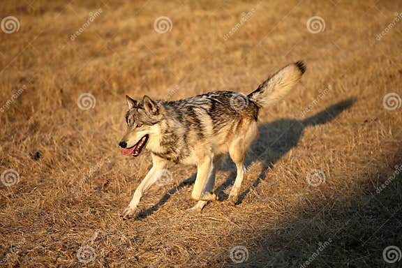 Grey Wolf running stock photo. Image of nature, gray - 26810888