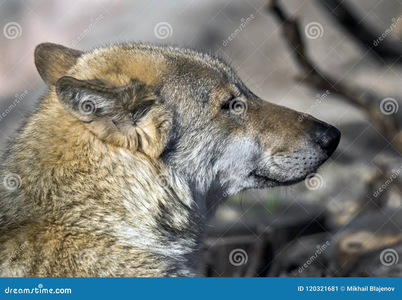 Grey wolf`s head 1 stock image. Image of fauna, notorious - 120321681