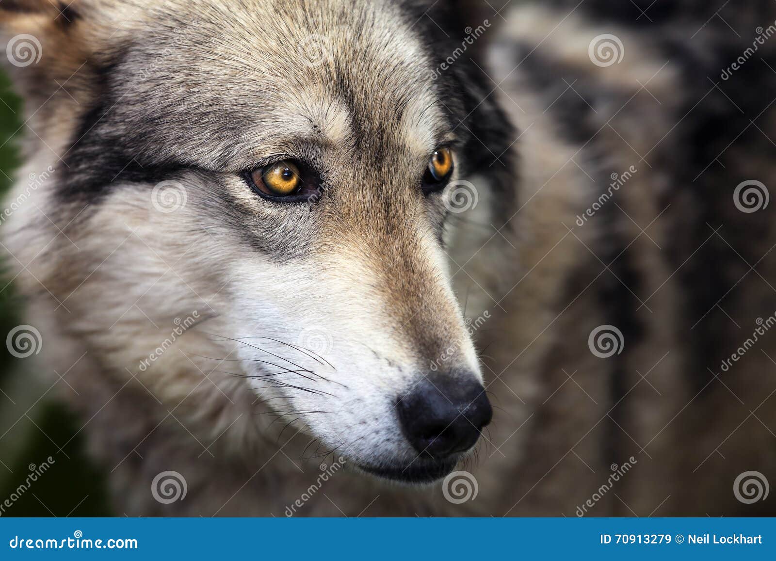 Grey wolf stock image. Image of grey, canis, looking - 70913279