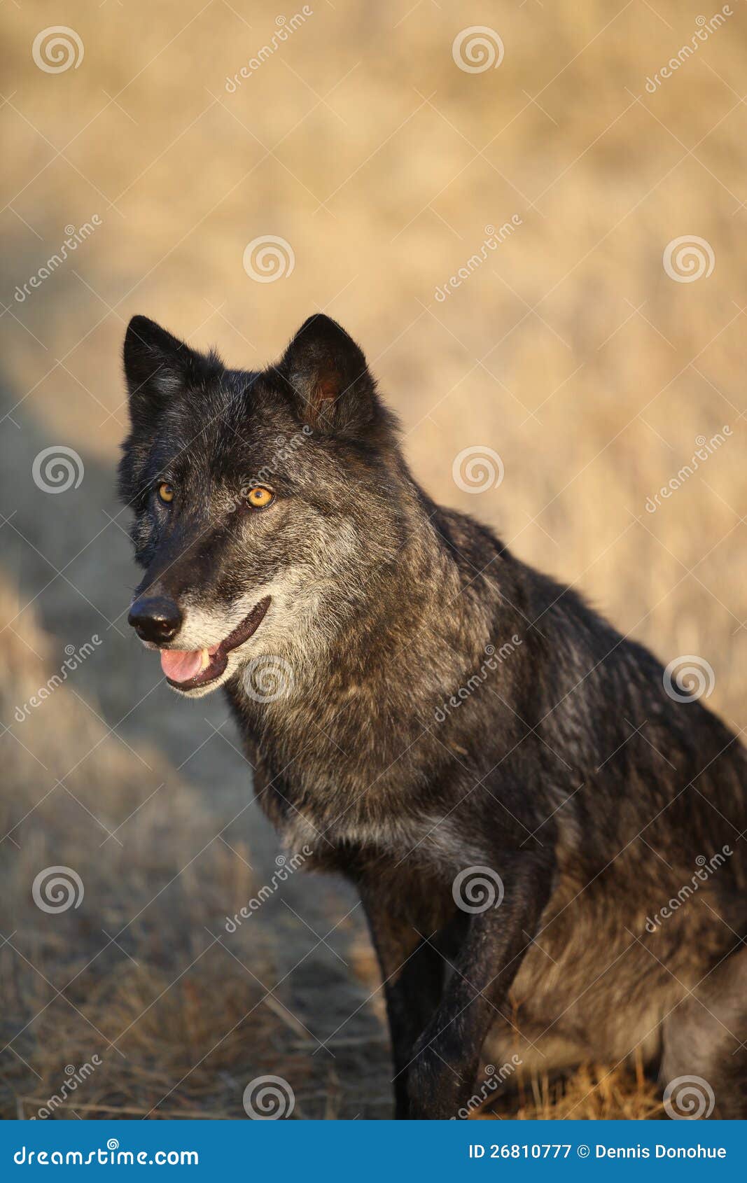 1,289 Grey Wolf Sitting Photos - Free & Royalty-Free Stock Photos from ...