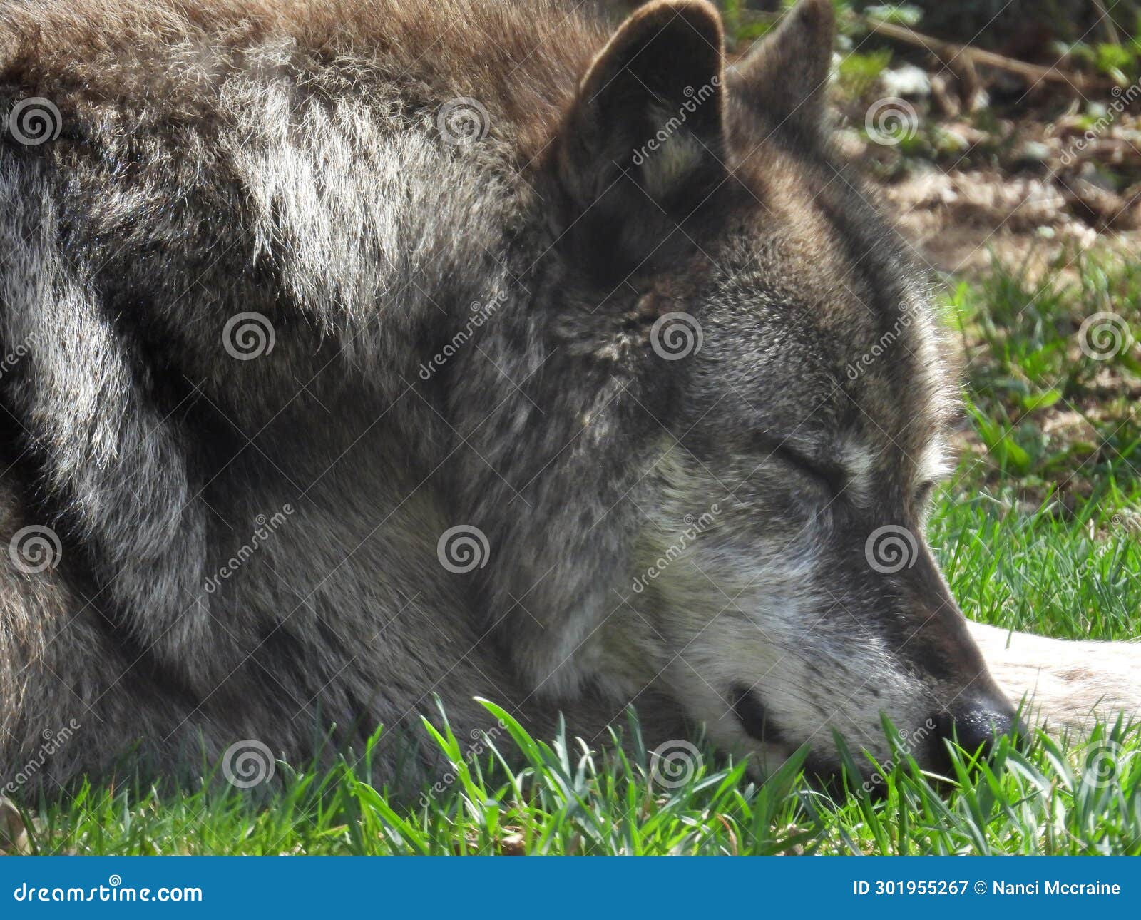 Grey Wolf Sleeping at Wolf Mountain Upstate NY Stock Image - Image of ...