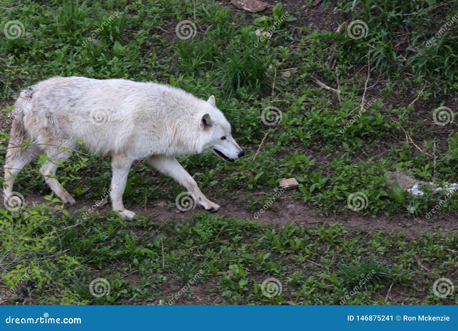 Gray Wolf on a Mountain Trail Stock Image - Image of horizontal, cold ...