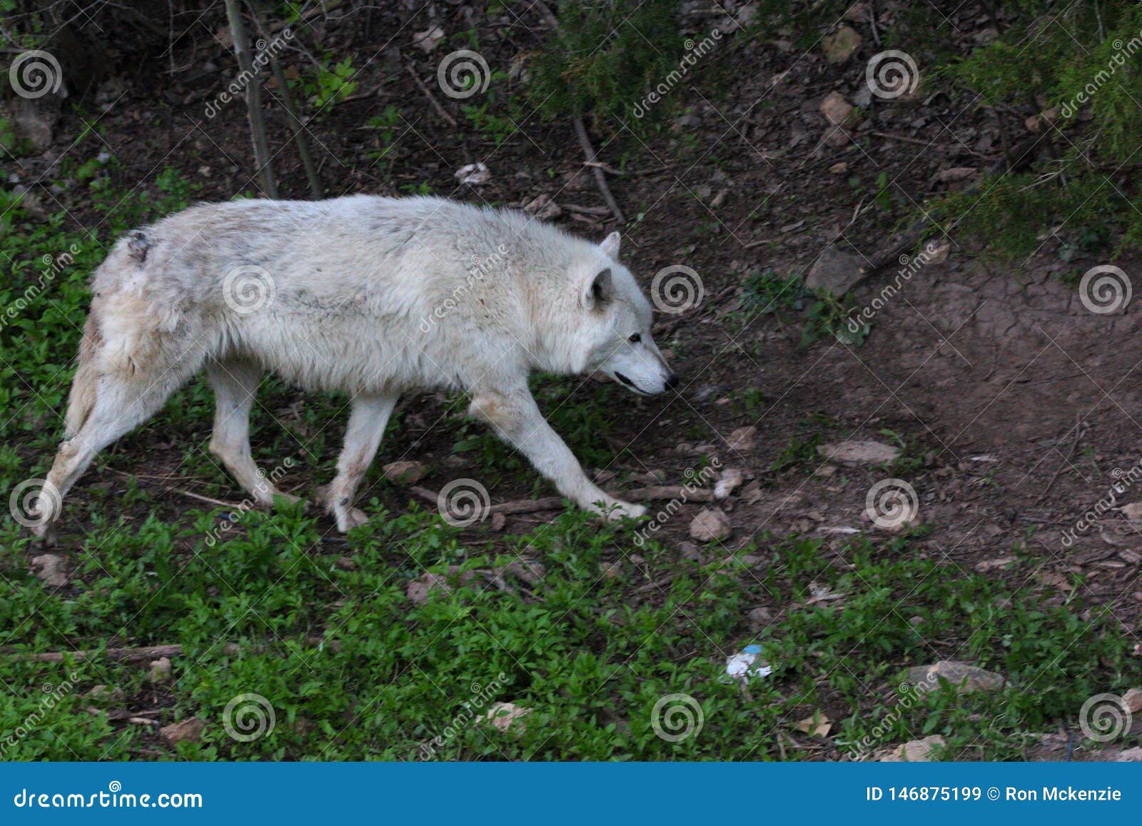 Gray Wolf on a Mountain Trail Stock Image - Image of mountain, canis ...