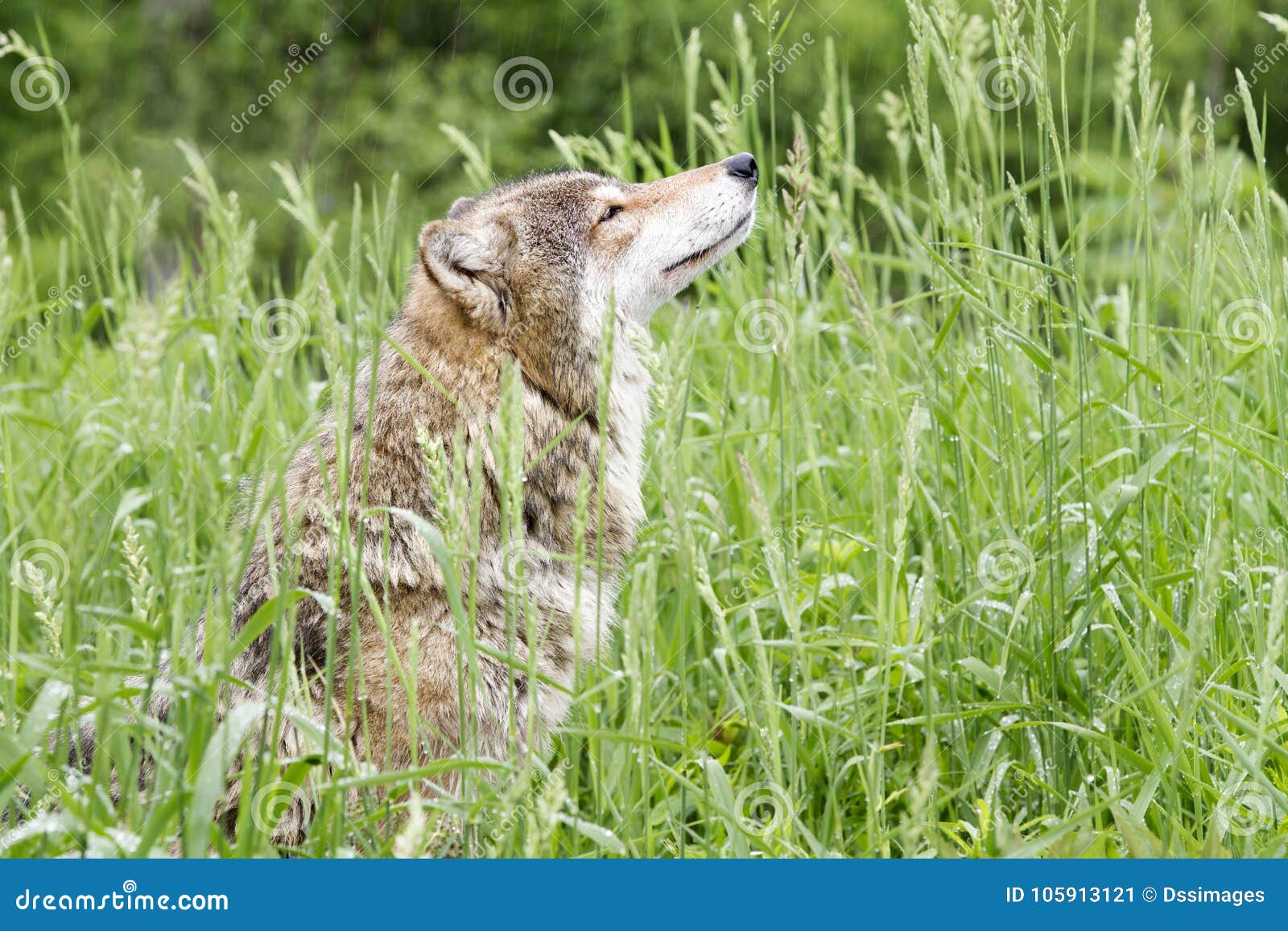 Grey wolf sniffing the air stock image. Image of aged - 105913121
