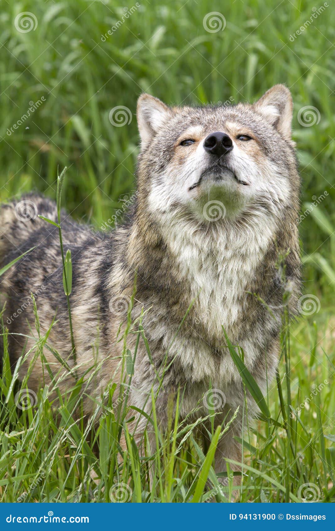 Grey Wolf Sniffing Die Luft Stockfoto - Bild von schnüffeln, aufmerksam ...