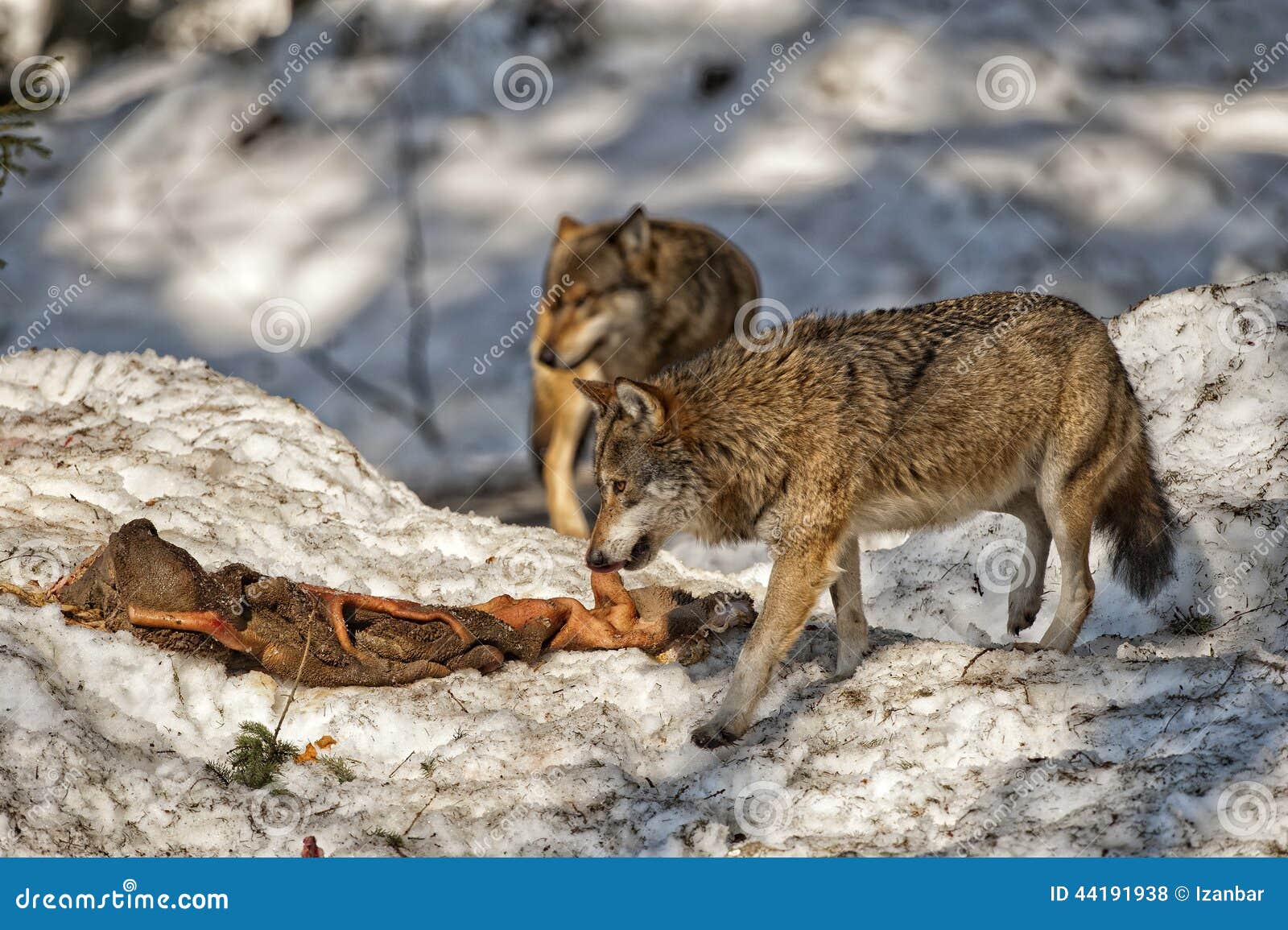 Grey Wolf on the Snow Background Stock Photo - Image of meat, mammal ...