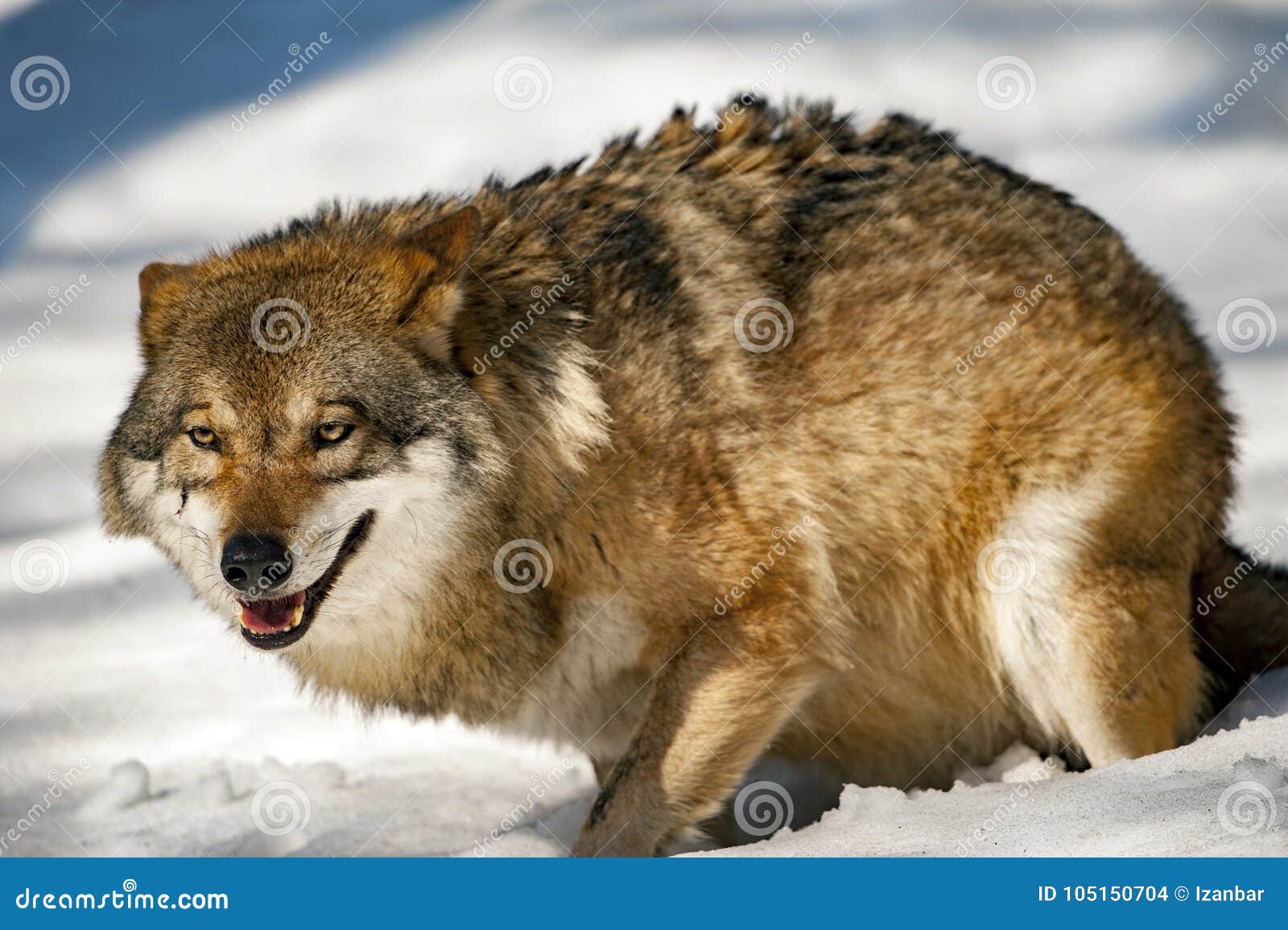 Grey Wolf on the Snow Background Stock Photo - Image of carnivore ...