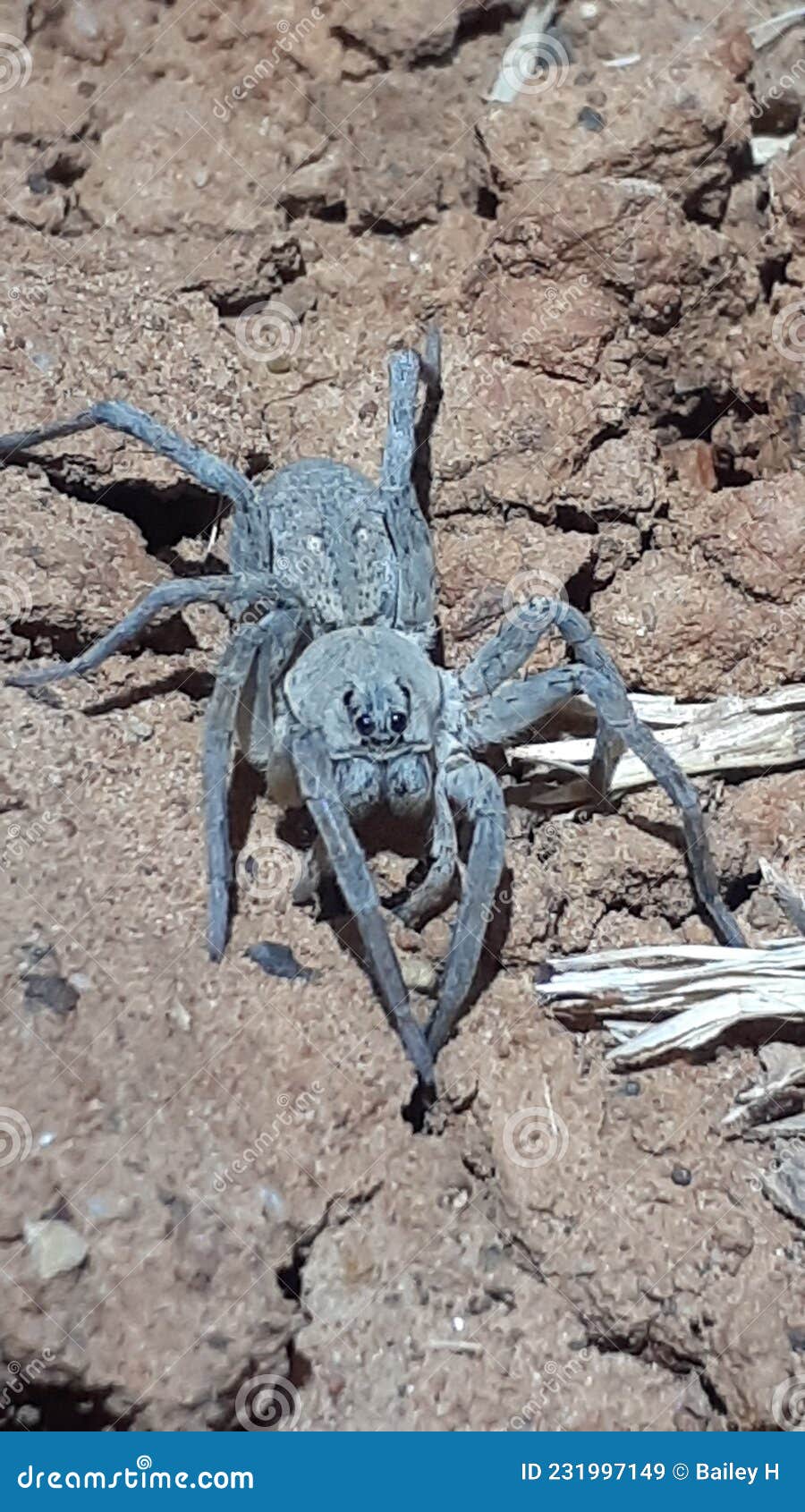 Grey wolf spider stock image. Image of spider, carving - 231997149