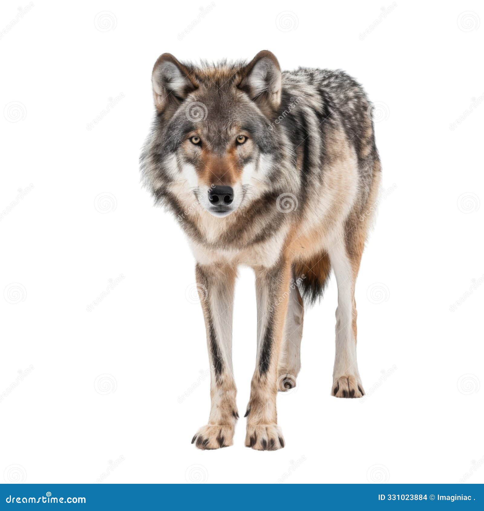 Grey Wolf Standing with a Black Background Stock Illustration ...