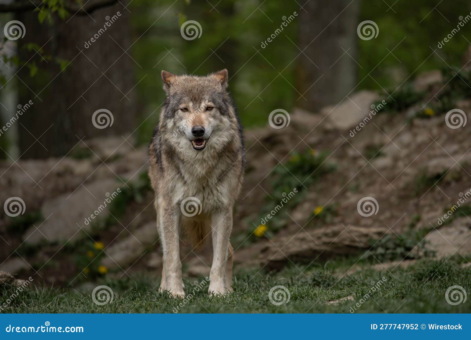 Grey Wolf Standing in a Green Meadow in the Woods. Stock Photo - Image ...