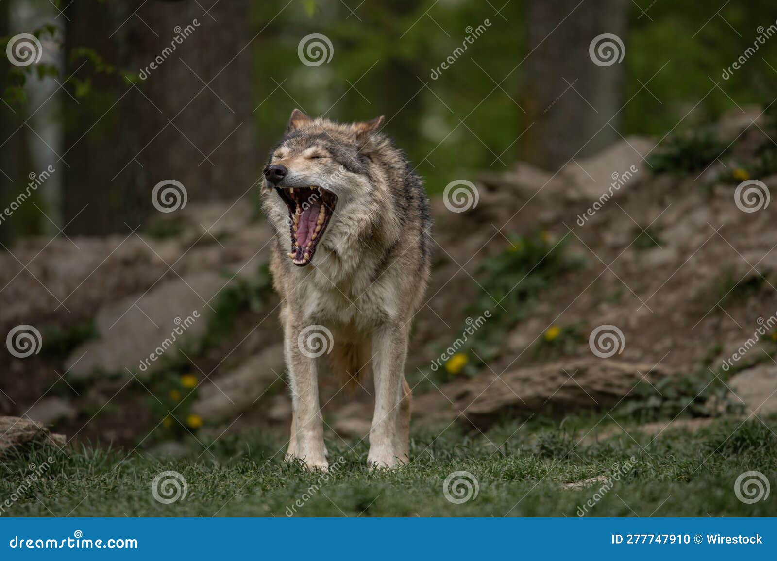 Grey Wolf Standing in a Green Meadow Yawning. Stock Photo - Image of ...