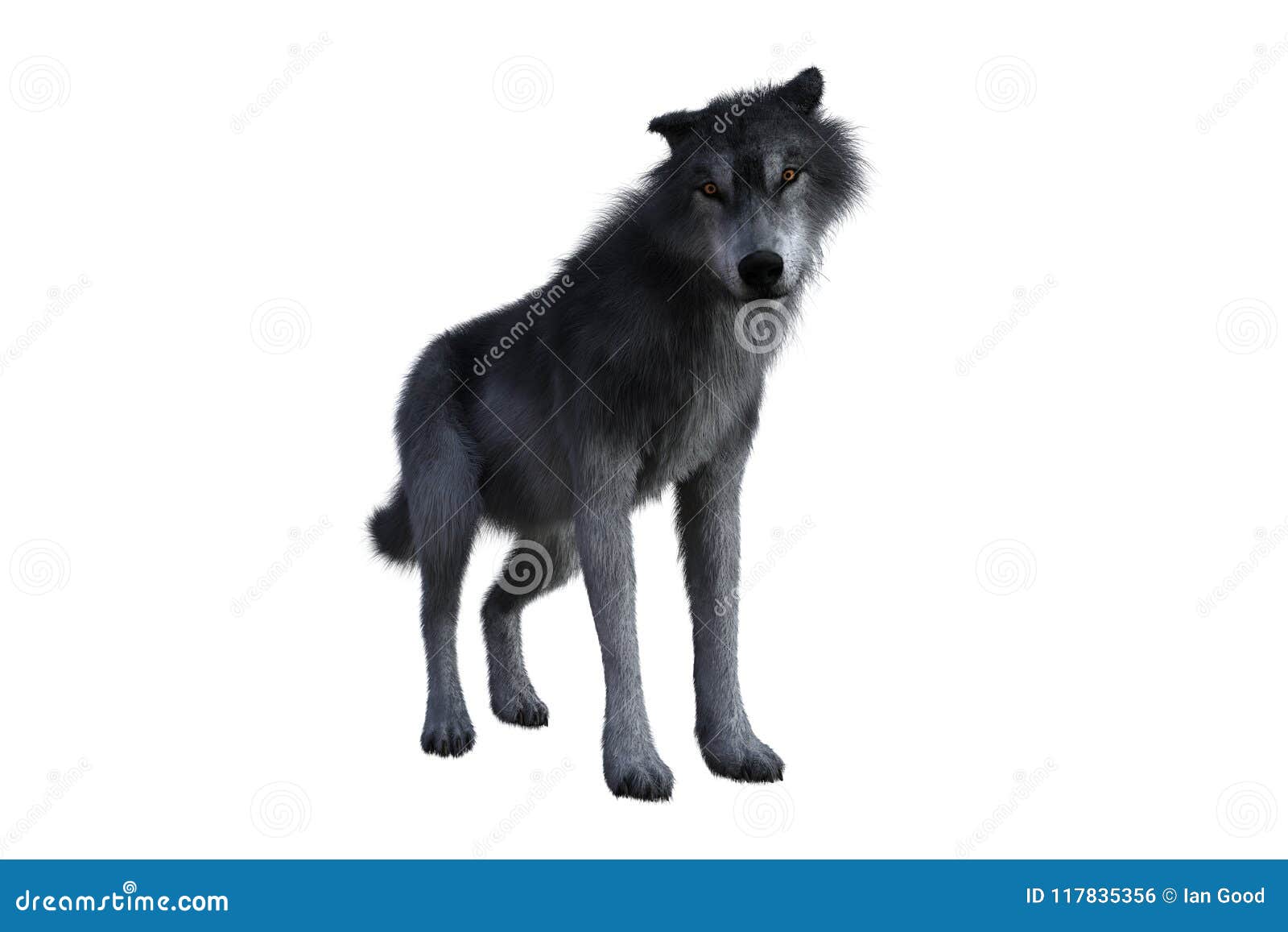 Rendering Submissive Black Wolf Stock Illustration | CartoonDealer.com ...