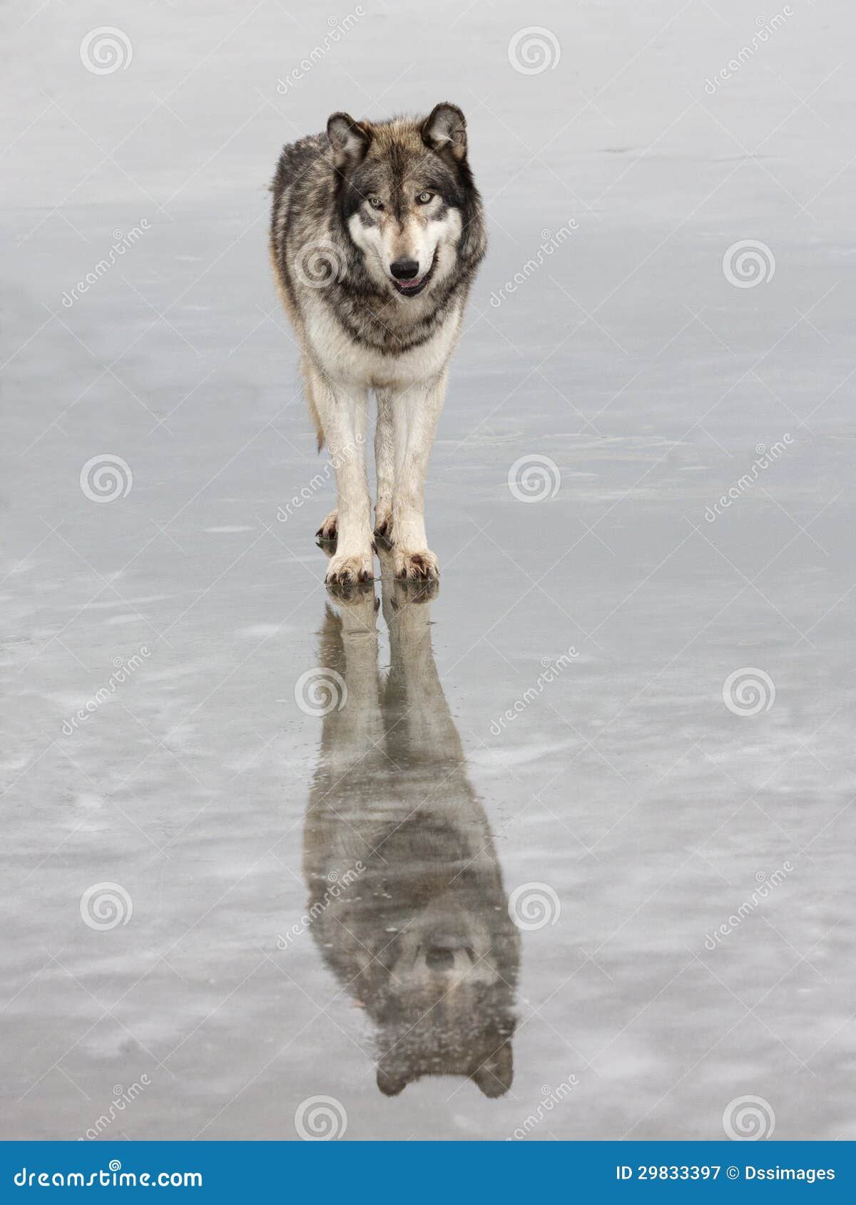 Icy Wolf Reflection stock image. Image of winter, mammal - 29833397