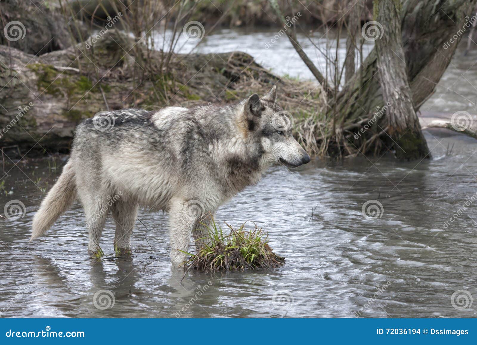Grey Wolf Standing in River Stock Photo - Image of river, mammal: 72036194