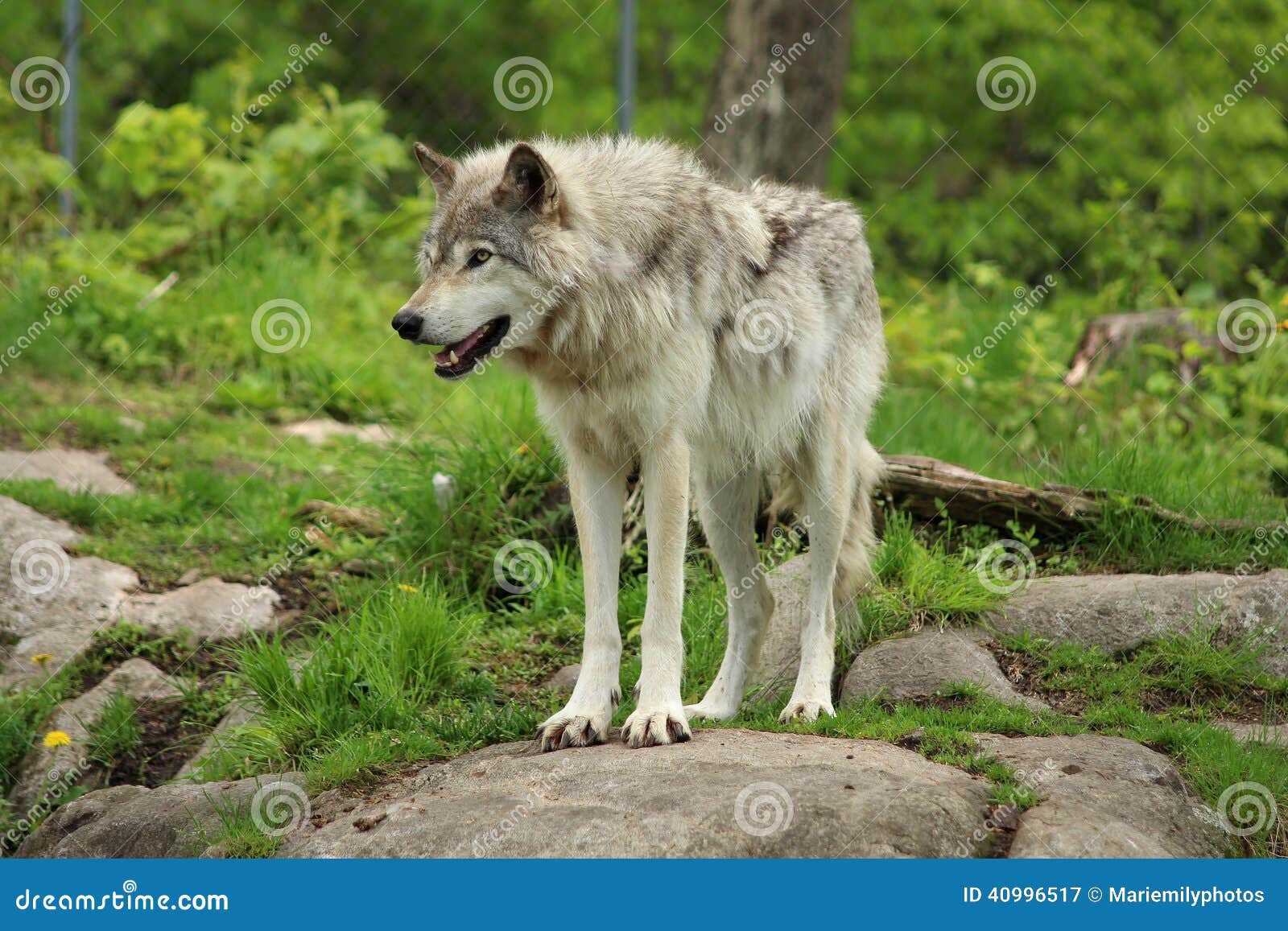 Grey wolf stock image. Image of green, canis, nature - 40996517