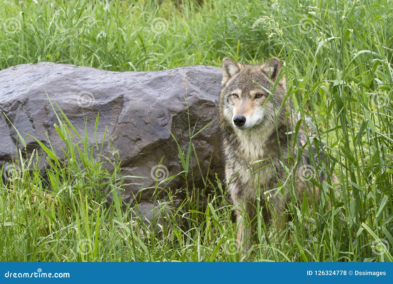 Grey Wolf Standing in Tall Grass beside a Boulder Stock Photo - Image ...