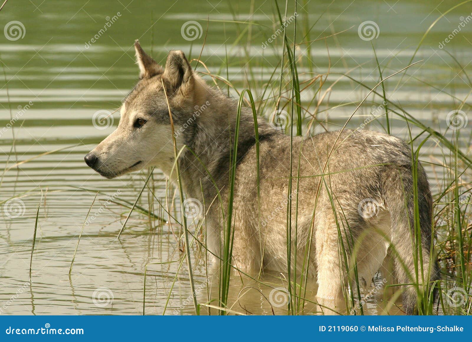 Grey Wolf Standing In Water Stock Photo - Image: 2119060
