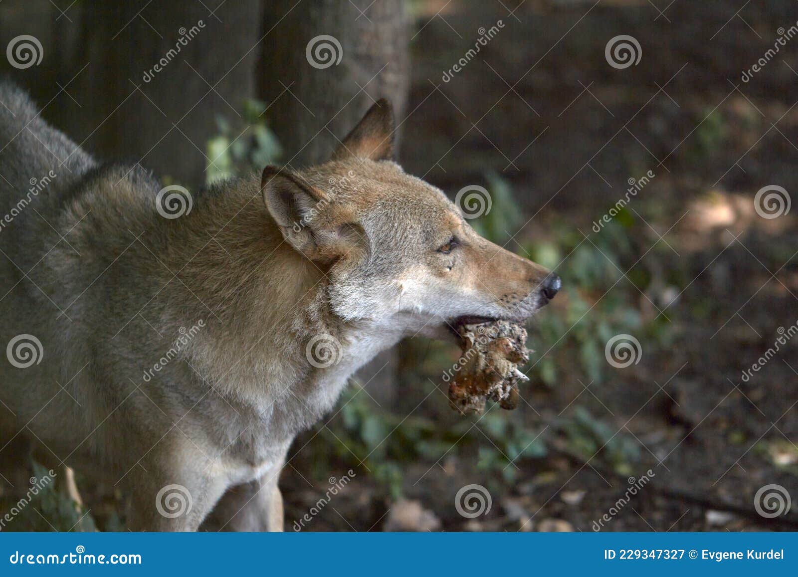Grey Wolf Tears and Eats Prey Meat Stock Image - Image of wolf ...