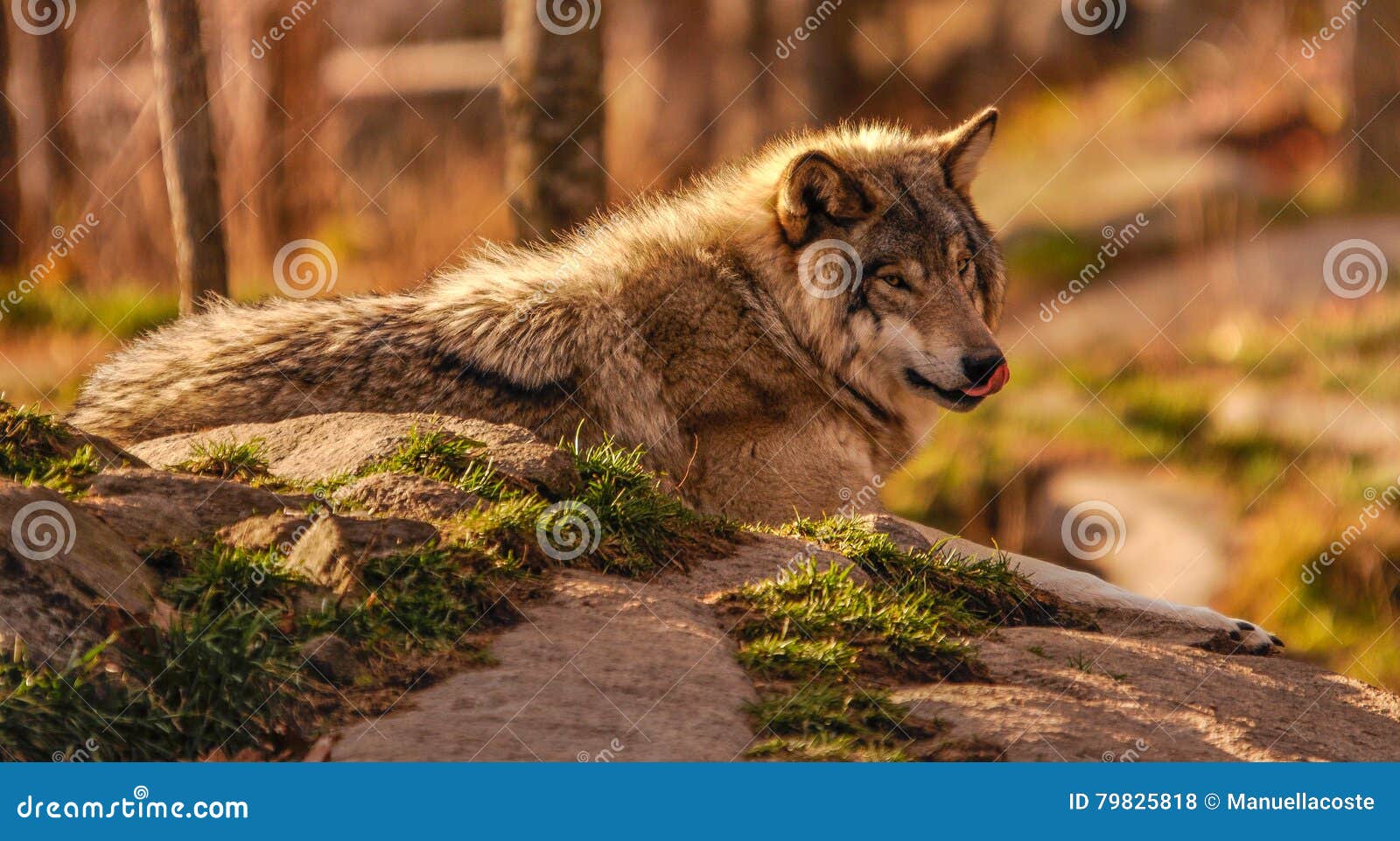 Grey Wolf Thinking of a Nice Lunch in Quebec, Canada. Stock Photo ...
