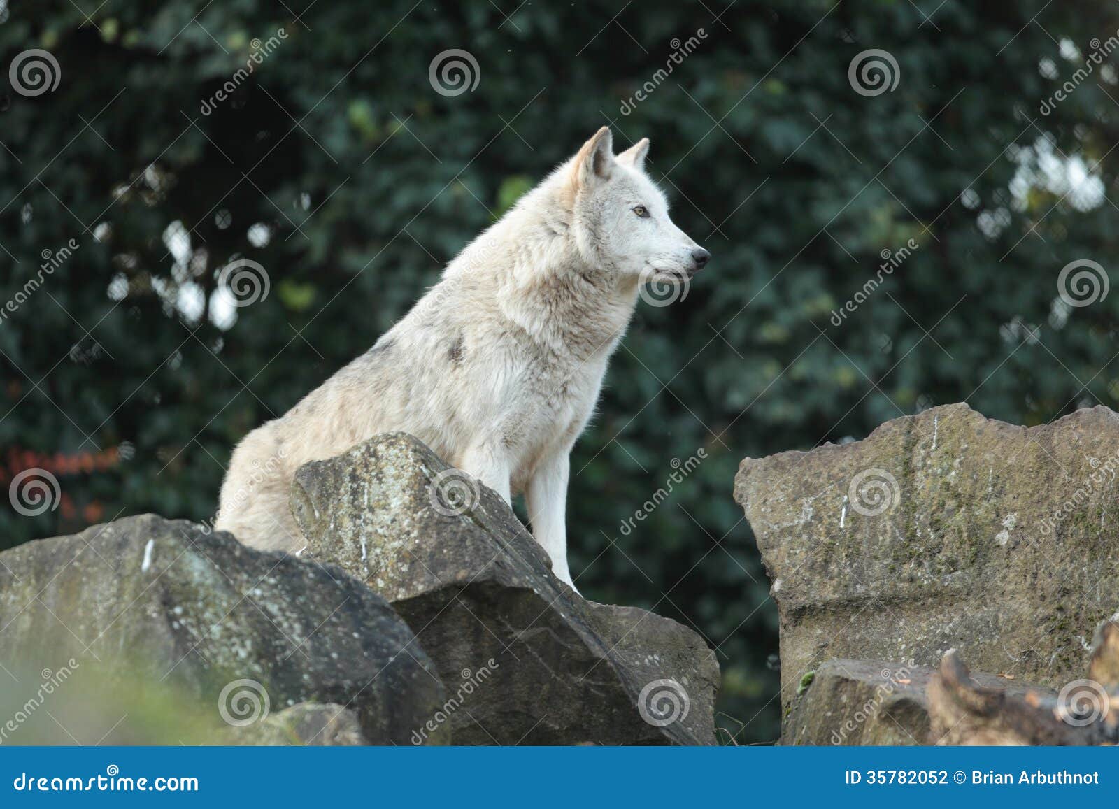 Grey wolf. stock photo. Image of wolfs, grey, grass, wild - 35782052
