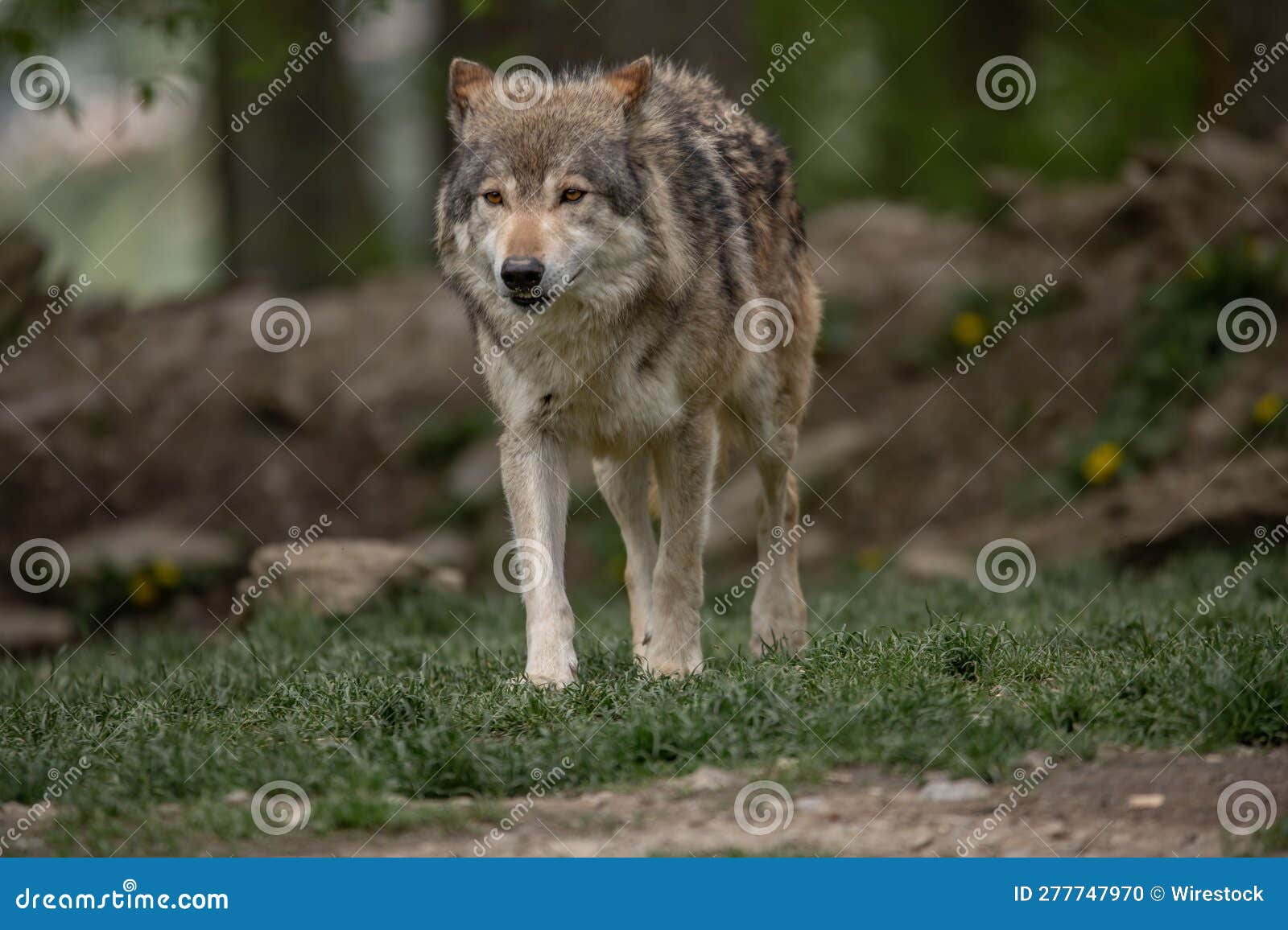 Grey Wolf Walking Across a Grassy Meadow Surrounded by Trees in a ...