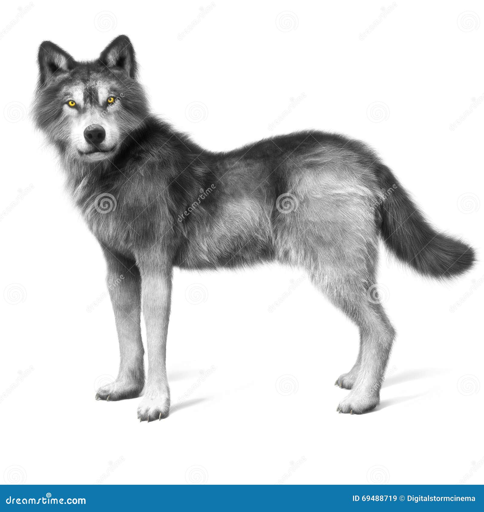 Grey Wolf on a White Background Stock Illustration - Illustration of ...