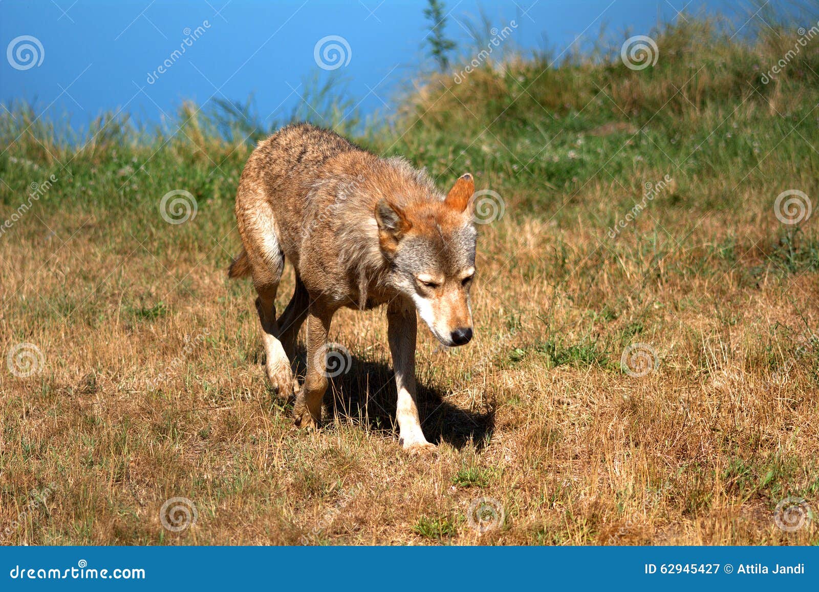 Grey wolf stock image. Image of eurasian, european, bears - 62945427