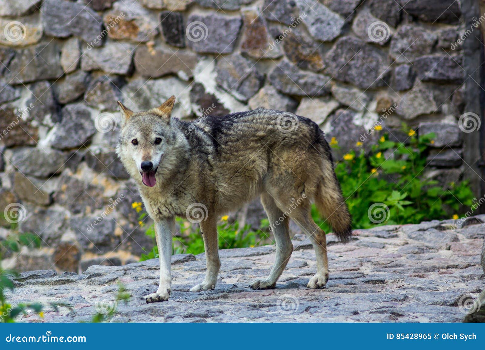 Grey wolf in the zoo stock image. Image of sight, male - 85428965