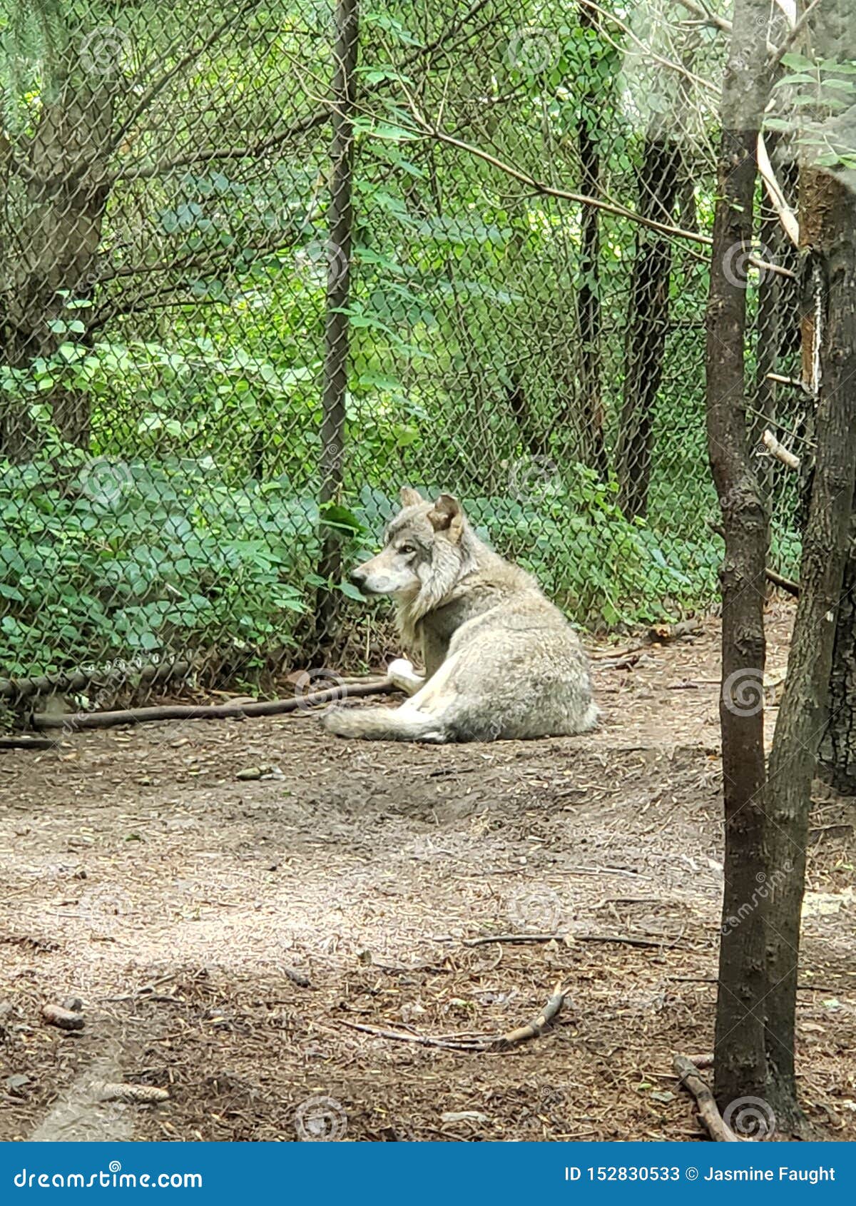 Grey Wolf at the Zoo stock image. Image of wildlife - 152830533