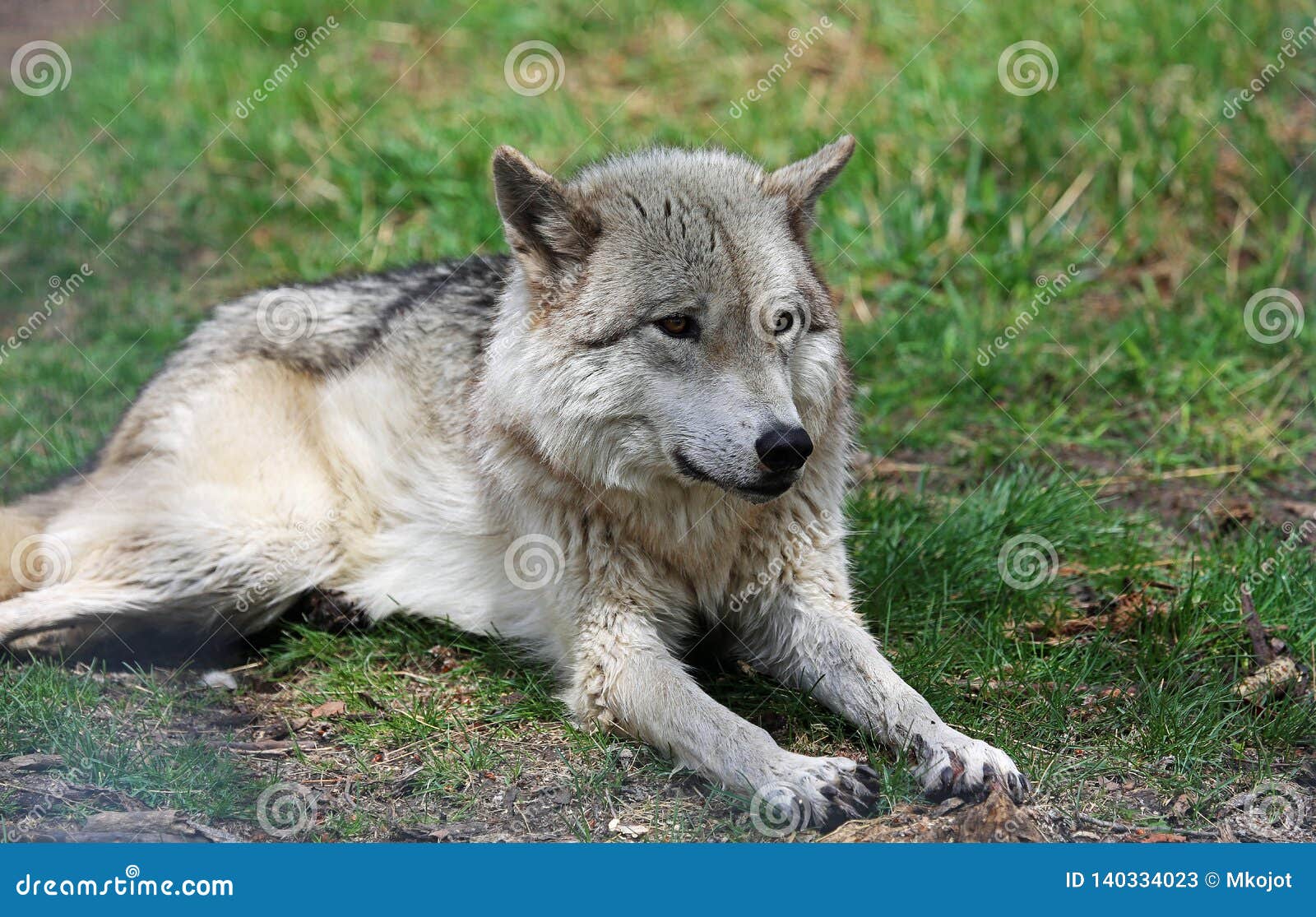 Grey wolfdog resting stock image. Image of natural, wolf - 140334023