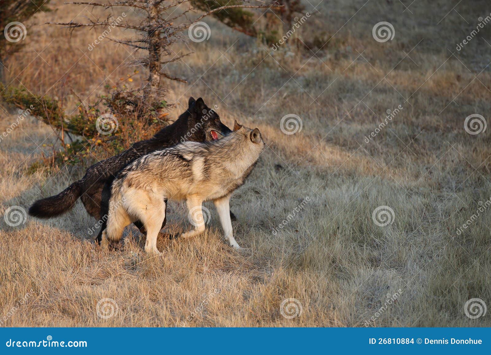 Grey Wolfs fighting stock photo. Image of pack, animal - 26810884