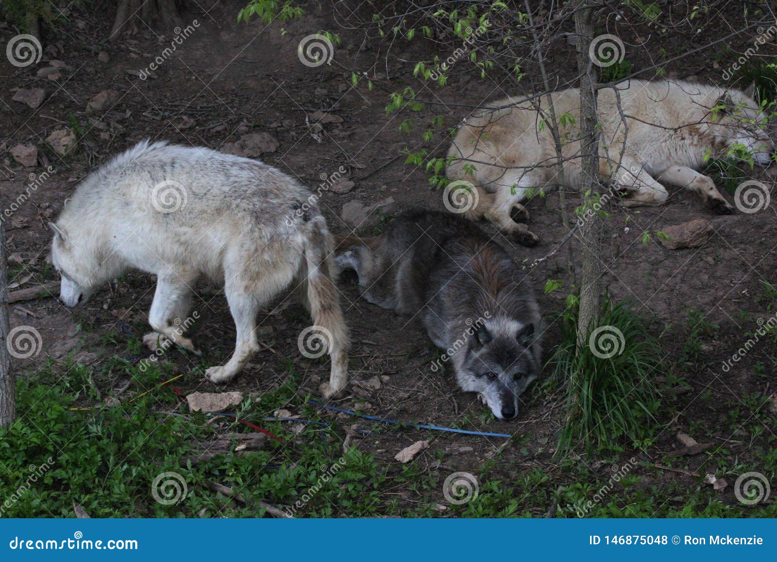 Alpha Wolves Royalty-Free Stock Image | CartoonDealer.com #83851360